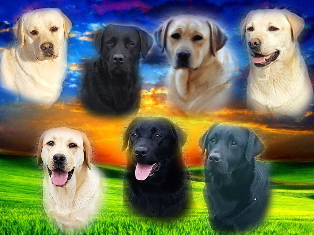 Accueil - Elevage Labrapassion - eleveur de chiens Labrador Retriever
